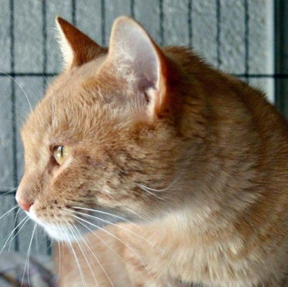 Home - Blount County Humane Society